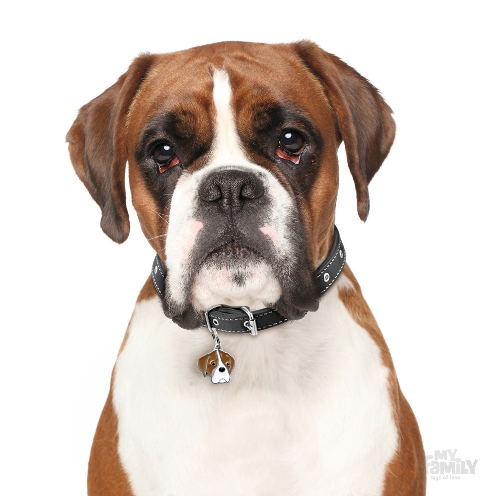 BOXER WHITE AND BROWN-MF34